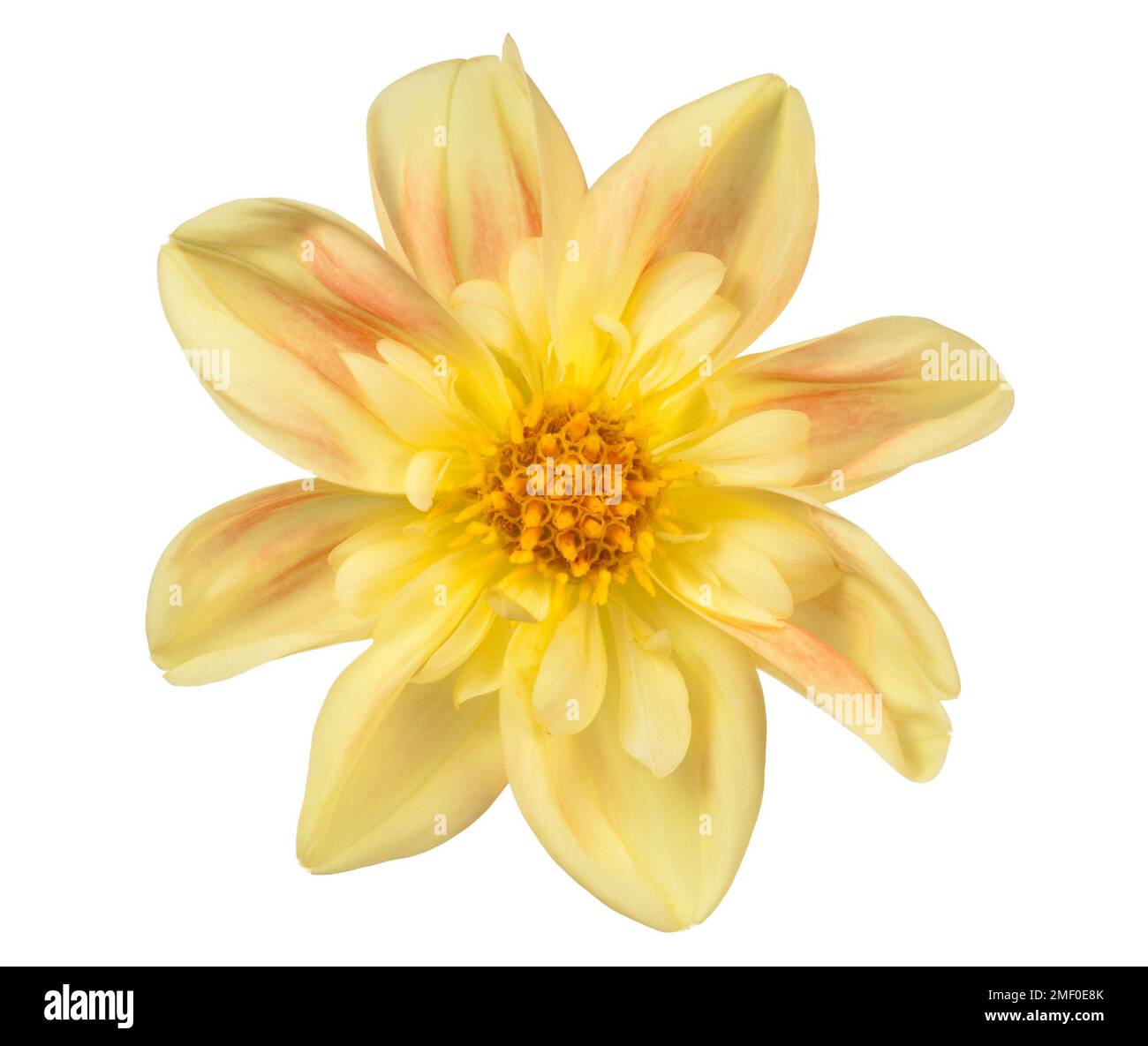 Dahlia daisy in summer Cut Out Stock Images & Pictures - Alamy
