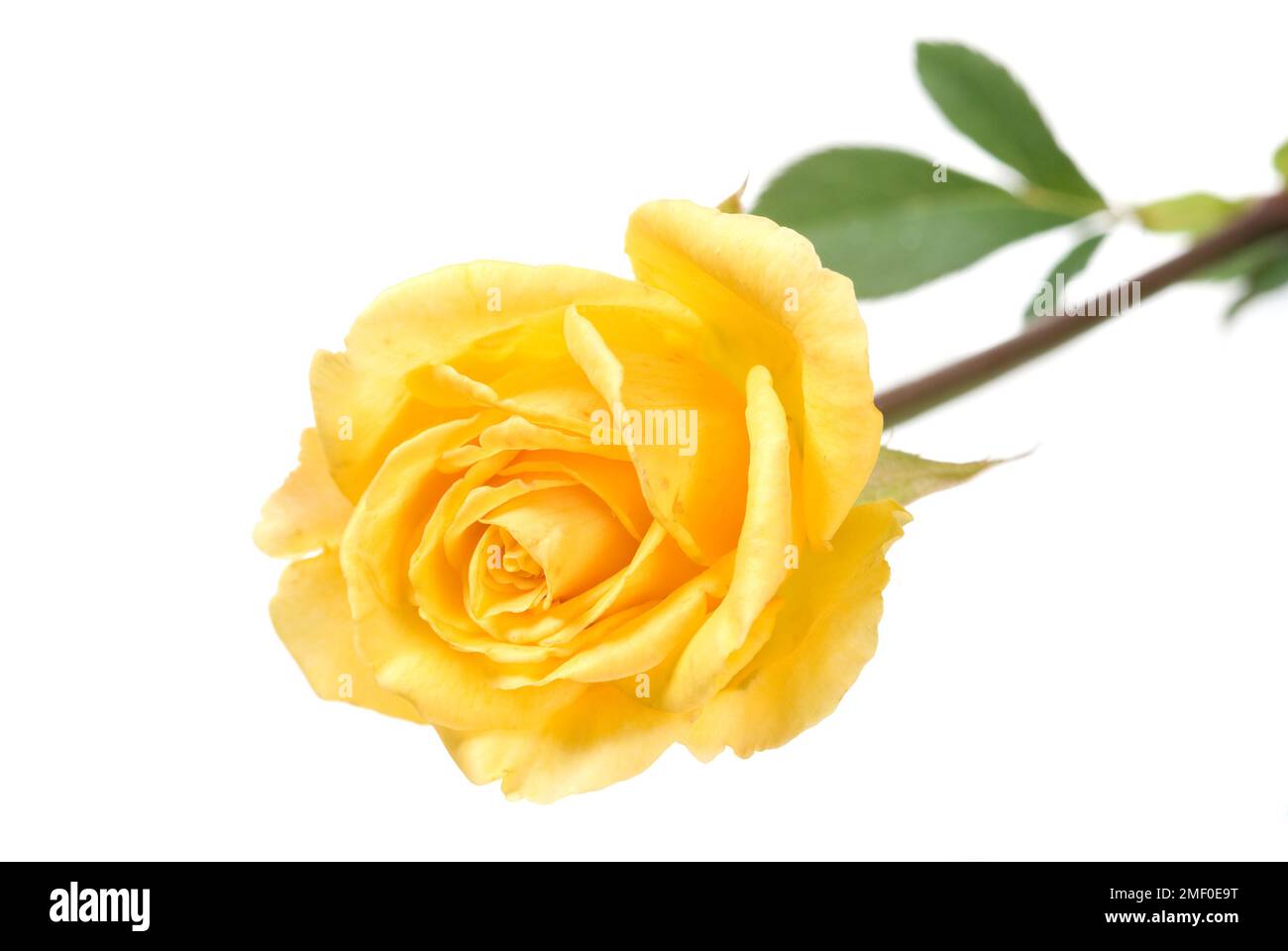 Yellow rose bud isolated on white Stock Photo - Alamy