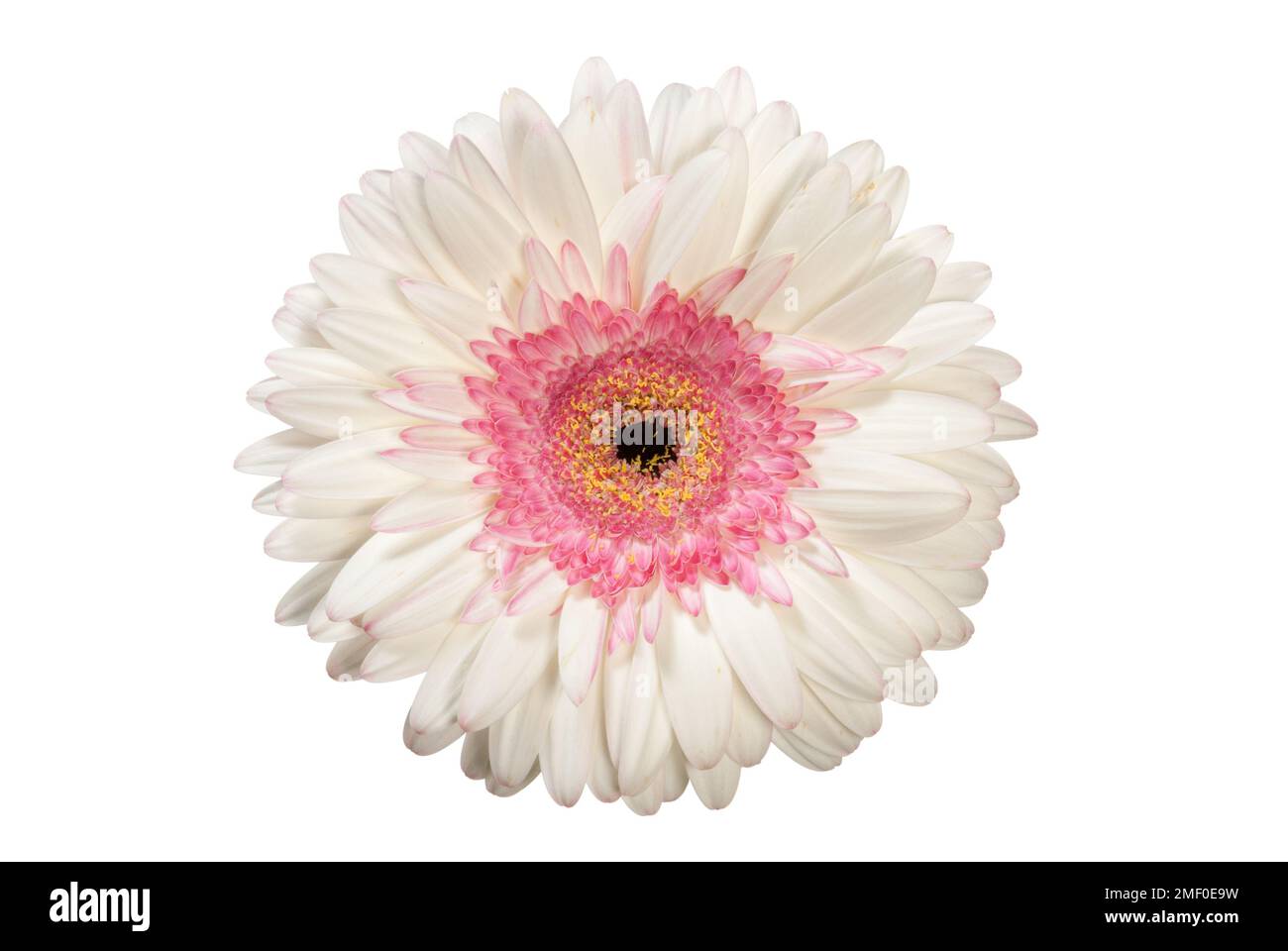 White cream-colored gerbera flower isolated on white Stock Photo - Alamy
