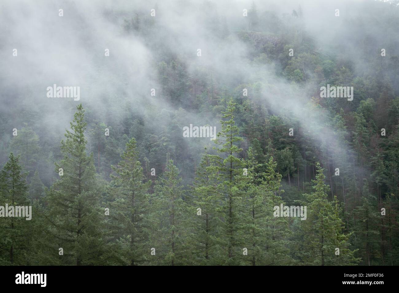 Misty Landscape With Evergreen Forest Trees. Humid Climate In Mountain ...
