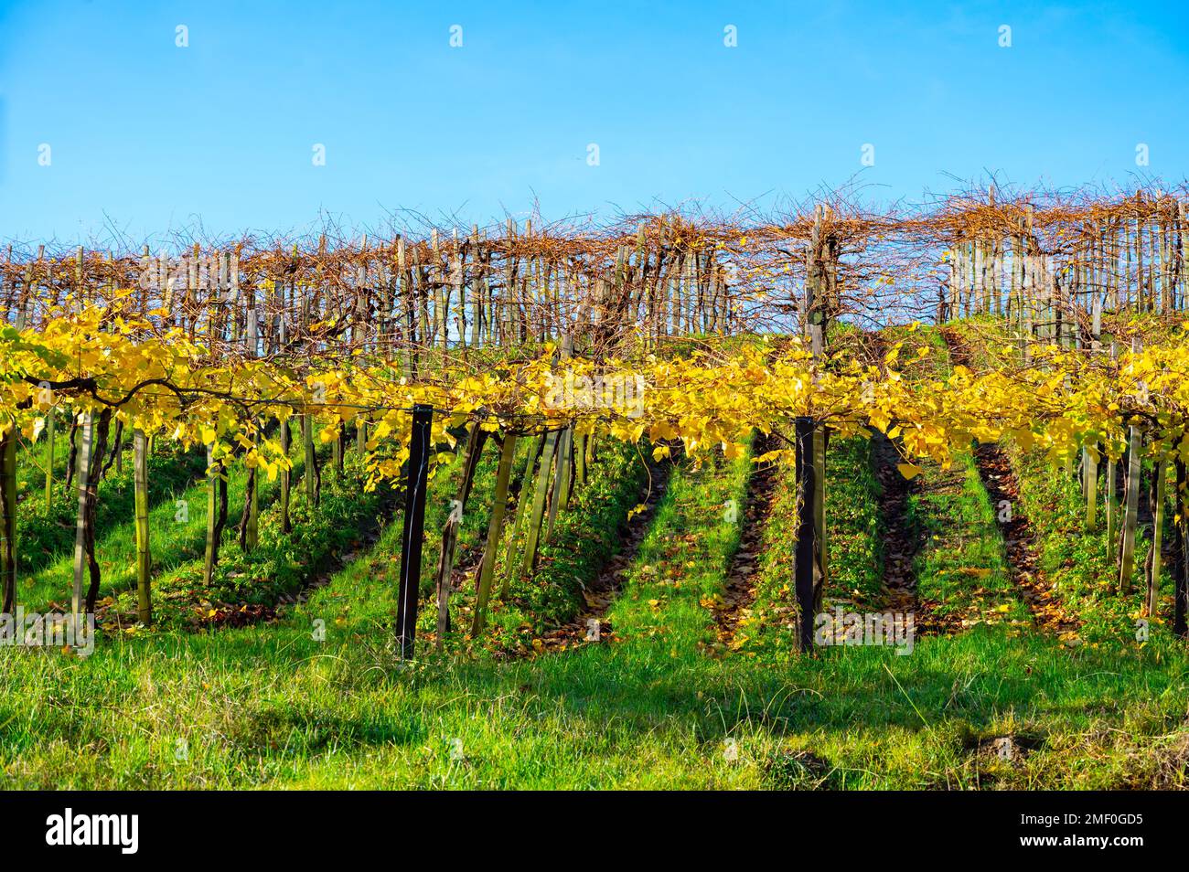 Hilly txakoli grape vineyards, making of Txakoli or chacolí slightly ...