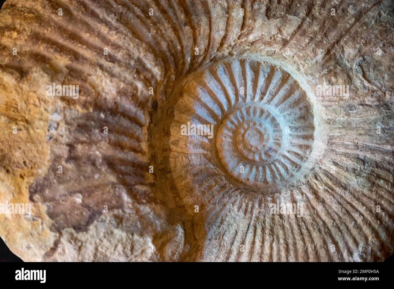 Ammonoids hi-res stock photography and images - Alamy