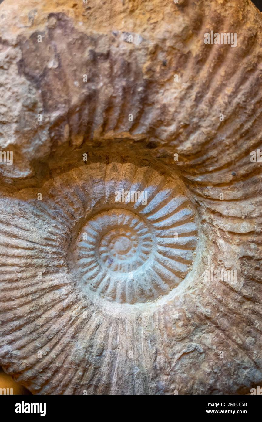 Ammonoids hi-res stock photography and images - Alamy