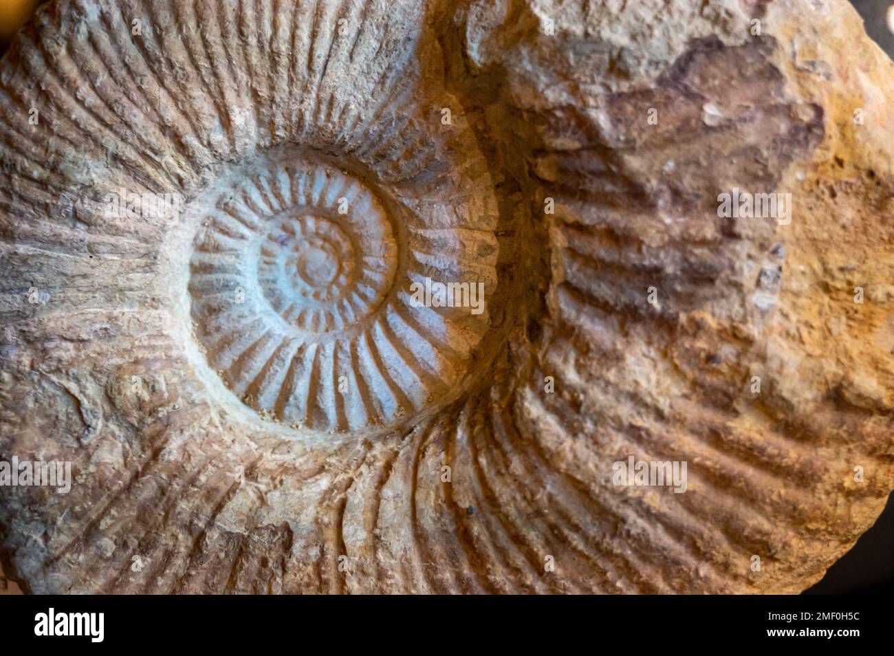 Ammonoids hi-res stock photography and images - Alamy