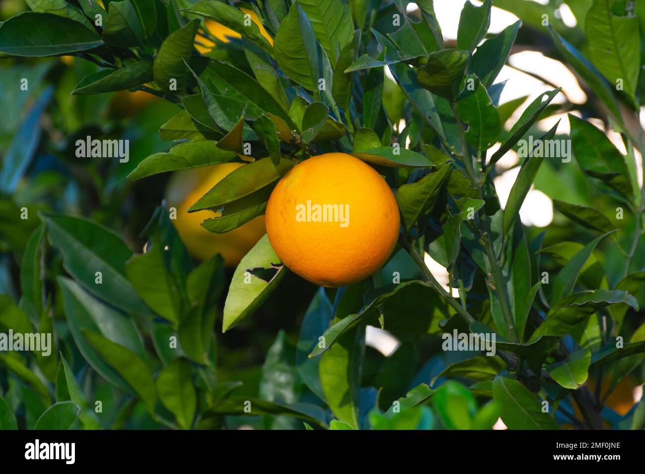 Harvest time on orange tree orchard in Spain, ripe yellow navel oranges ...