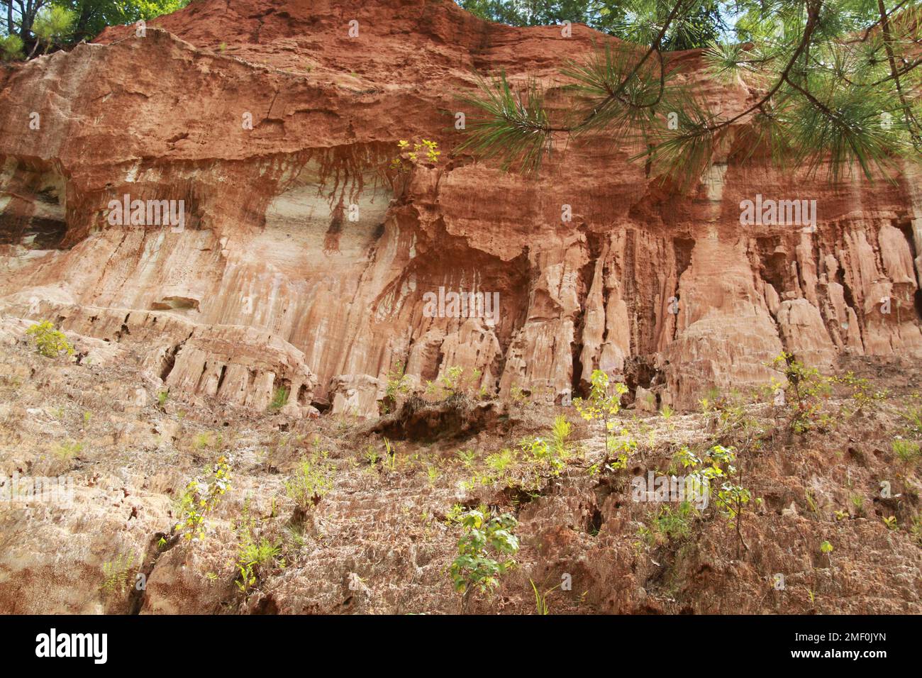 Providence Canyon in Georgia, USA. View of an eroded canyon wall from ...