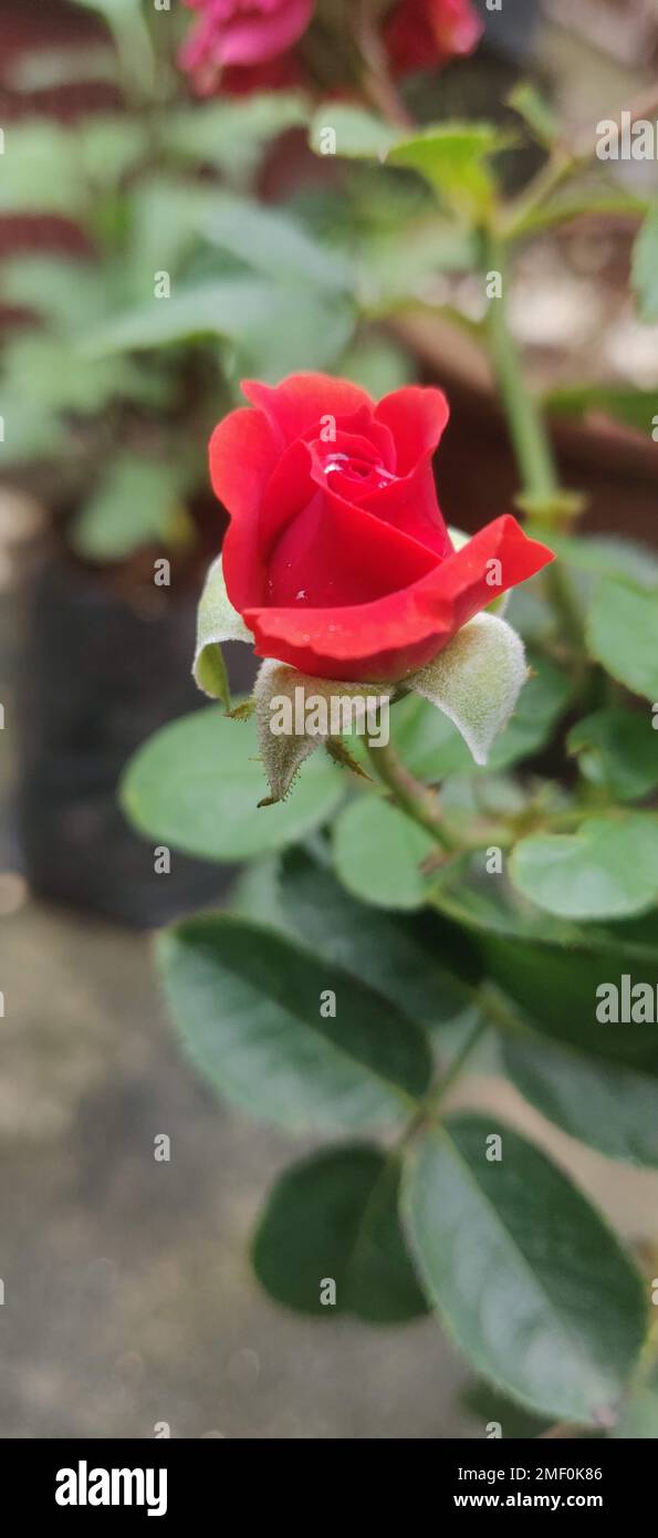 A vertical shot of a red rose in a garden Stock Photo - Alamy
