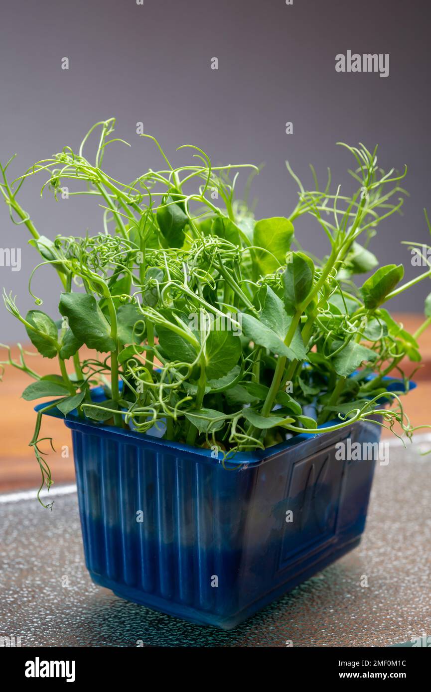 Healthy food, young sprouts plants of green garden affilla cress ready ...