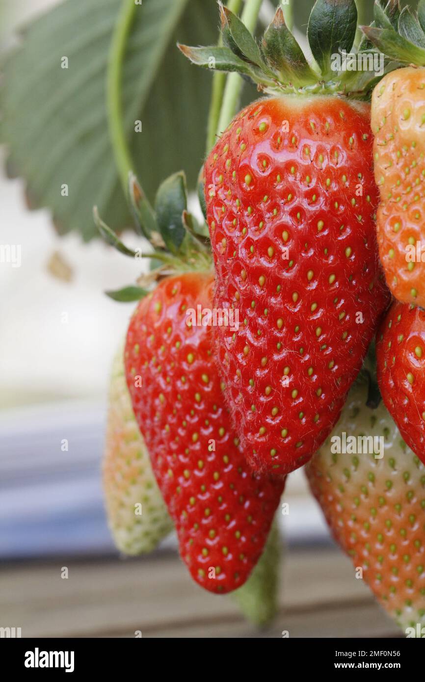 Lime green fruit ripe strawberry hi-res stock photography and images ...