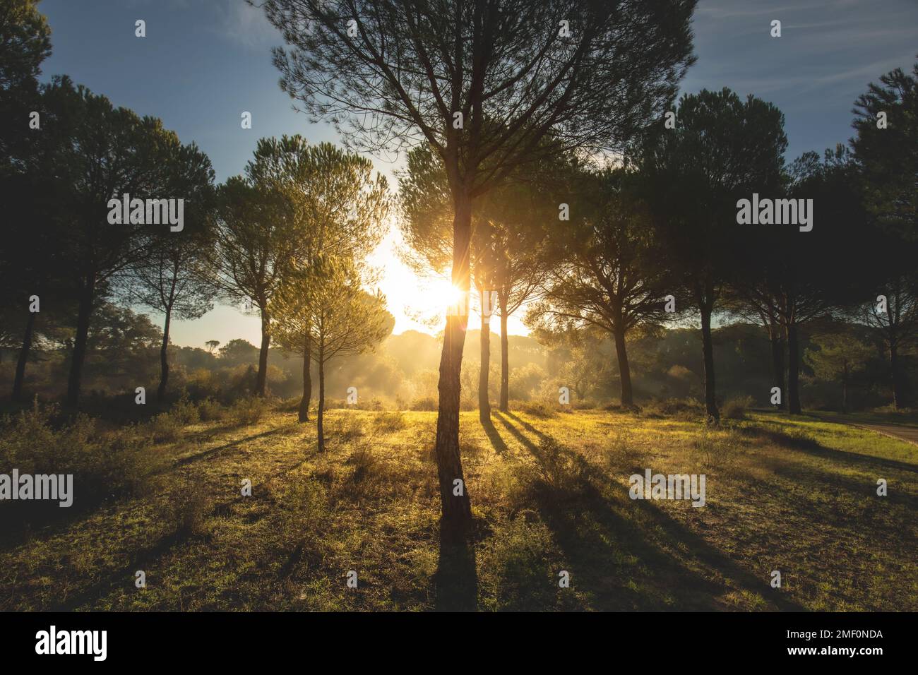 Misty landscape of backlit pine forest with sun rays behind a tree near the marshes of Doana ...