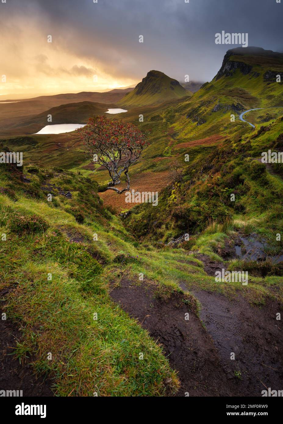 Lone tree with dramatic Summer view of The Quiraing on The Isle of Skye ...