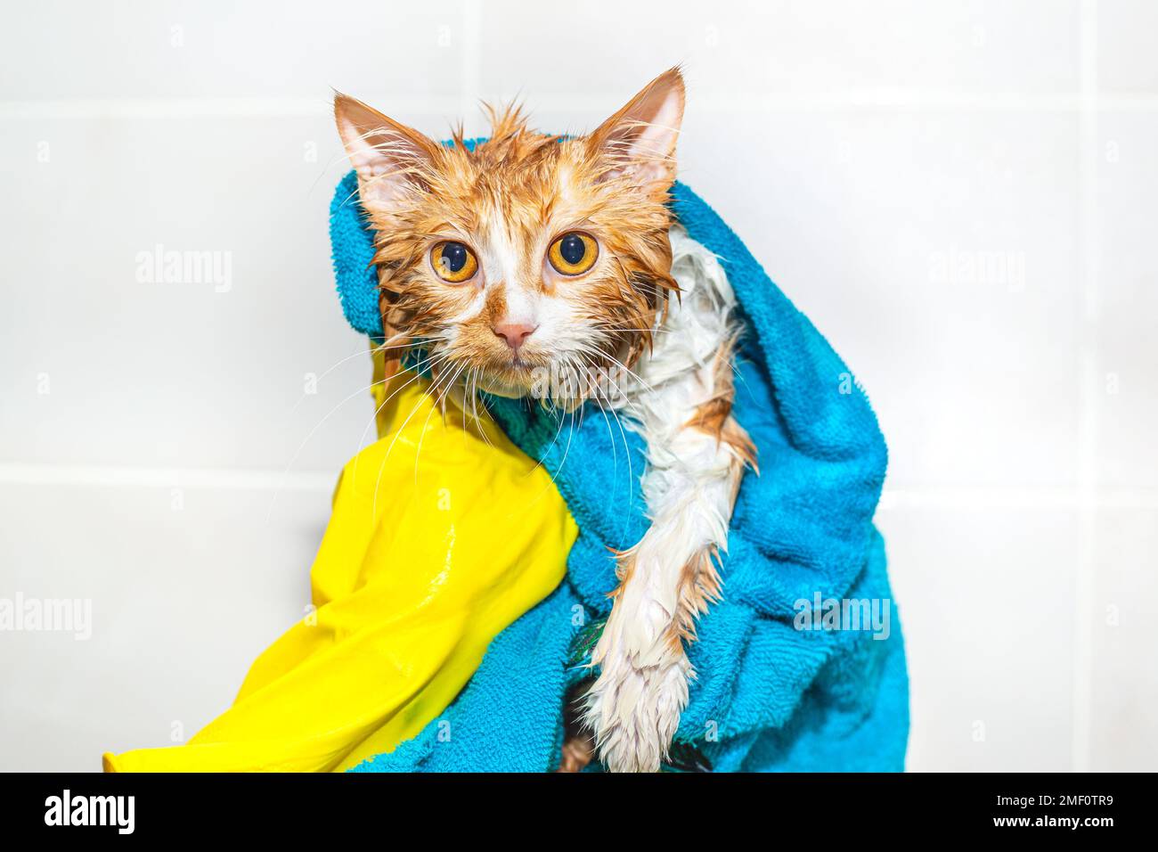Bathing the cat in the bathtub. Clean Wet red frightened kitten wrapped ...