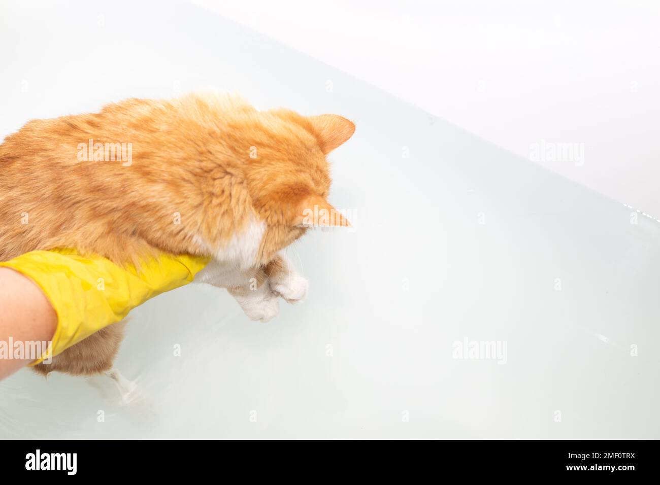bathing the cat in the bathtub. The owner, wearing yellow gloves, holds ...