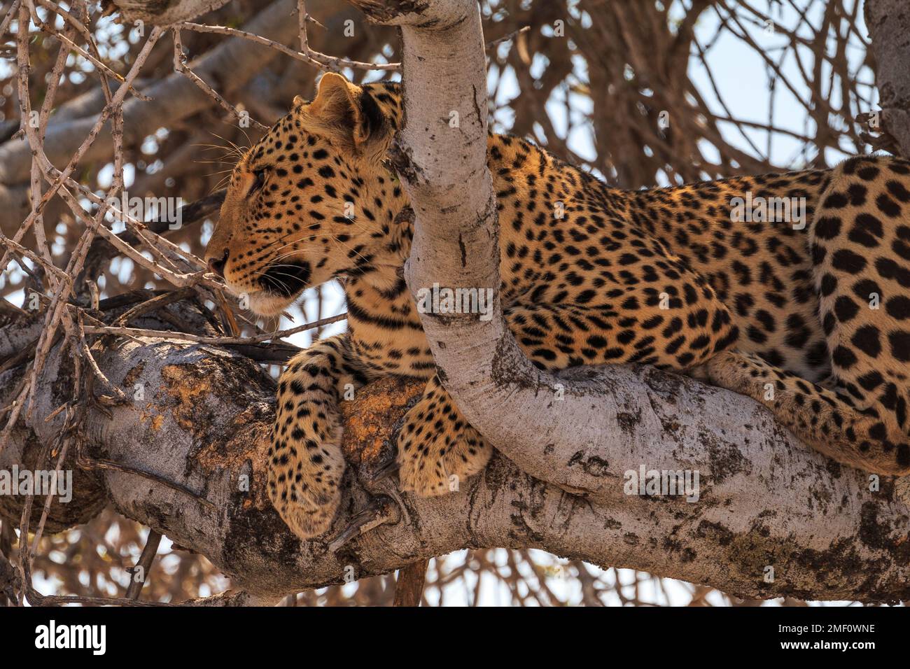 Leopard on a tree in natural habitat in Etosha National Park in Namibia ...