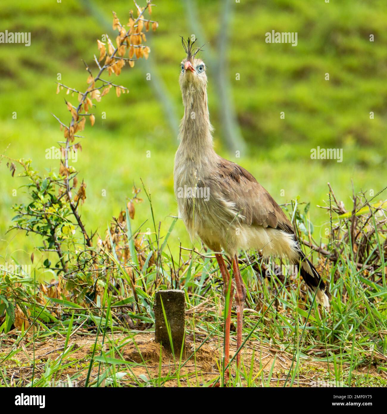 The red-legged seriema or crested cariama (Cariama cristata) is a ...