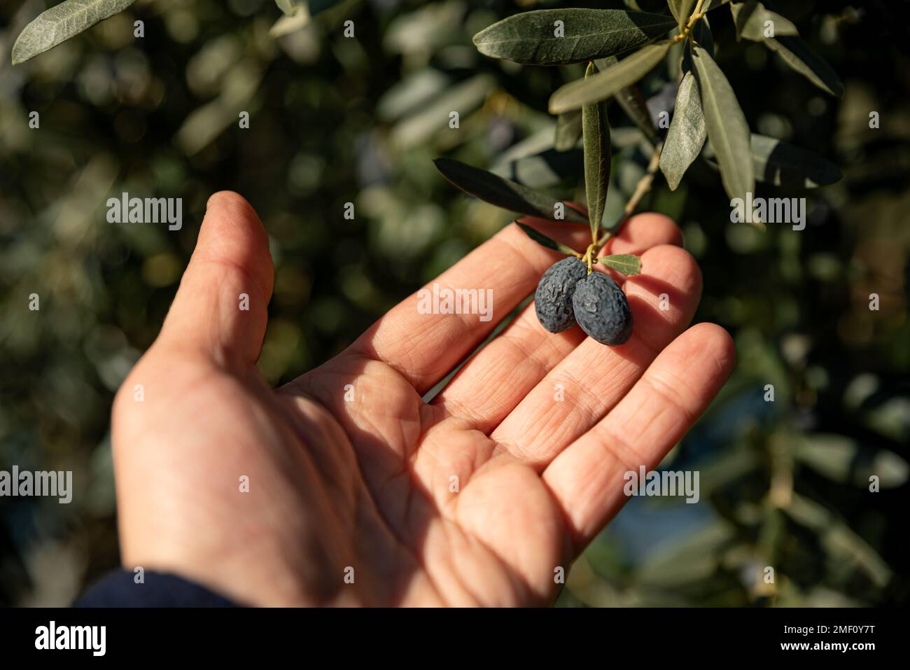 Hand picking green and black olives on the branch tree , traditional ...