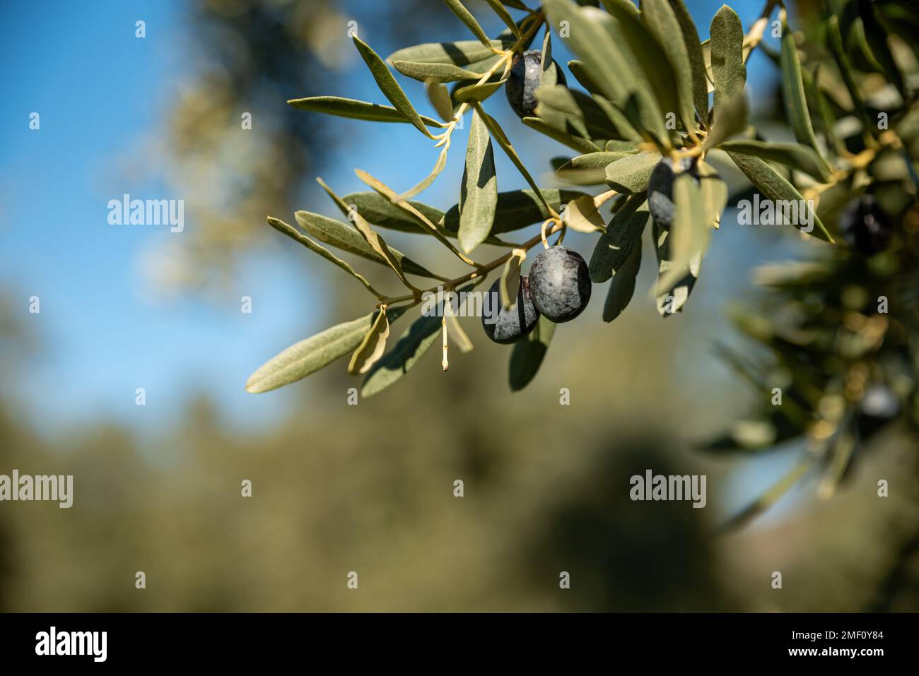 Olive oil trees full of olives.olive harvest , traditional olive ...