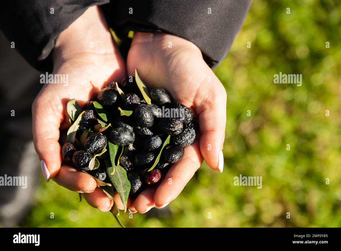 Handful of black olives hi-res stock photography and images - Alamy