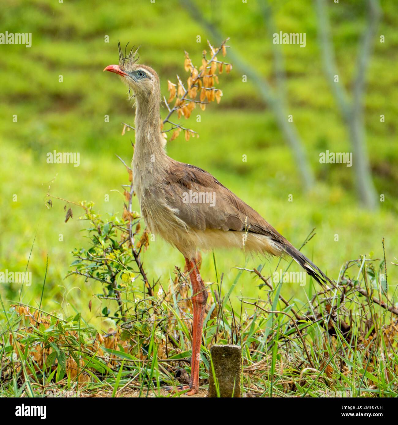 The red-legged seriema or crested cariama (Cariama cristata) is a ...