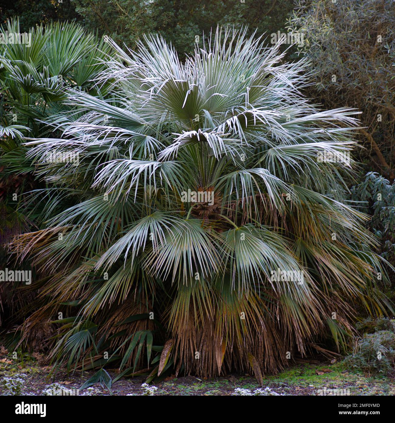 Frost covered European fan palm, Chamaerops humilis, on a cold winters morning in Kew Gardens ...