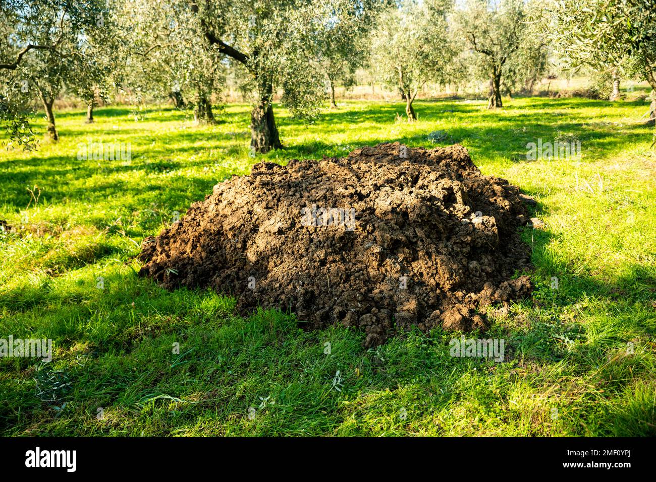 Heap Of Manure On Field , heap of animal manure brought to the field ...