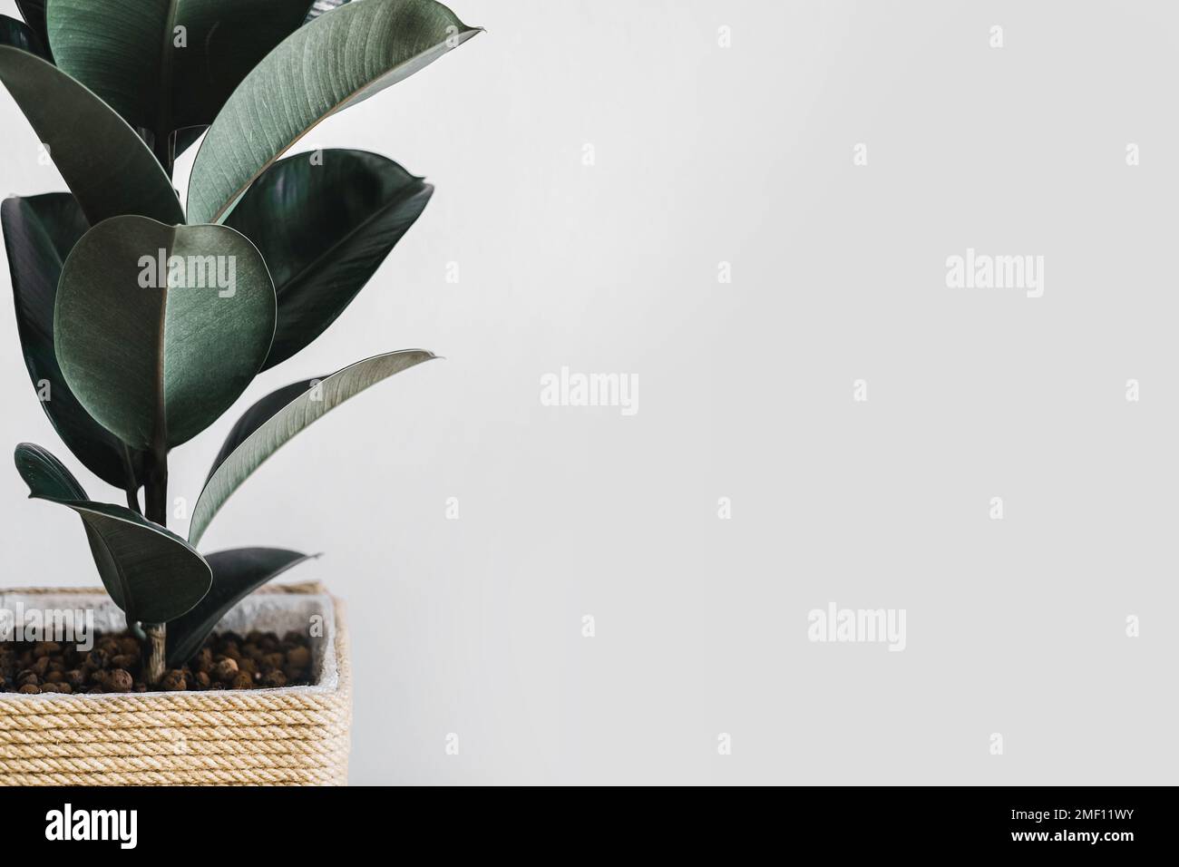 Ficus elastica robusta in a straw pot on white background close up ...
