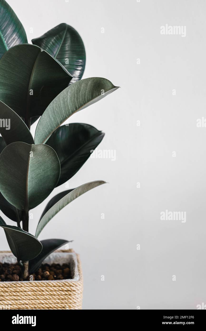 Ficus elastica robusta houseplant hi-res stock photography and images ...