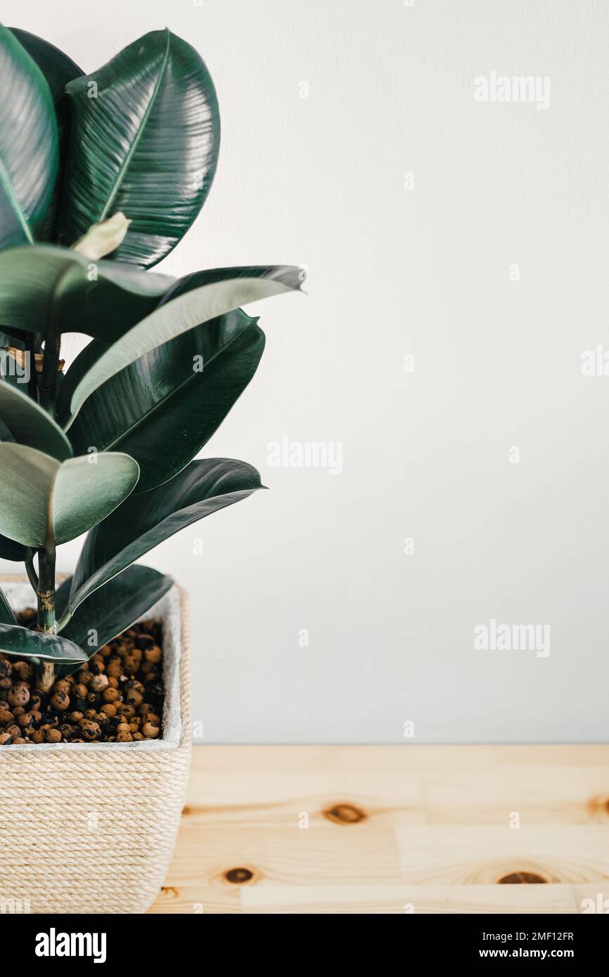 Ficus elastica robusta in a straw pot on white background close up ...