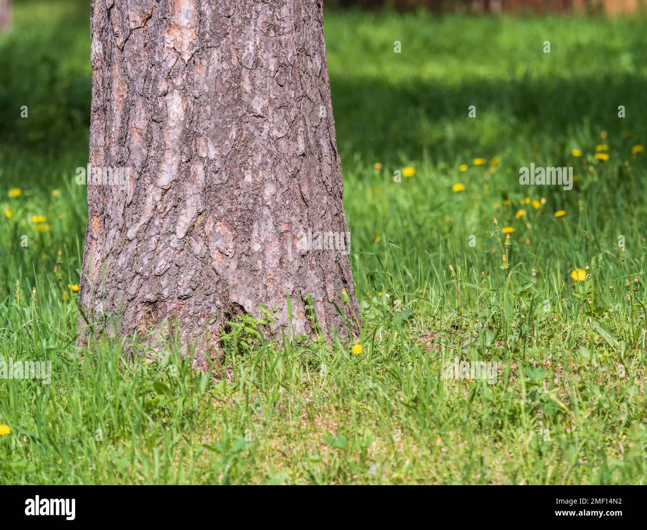 Textured pine tree trunk and beautiful vibrant green grass. Sun light ...