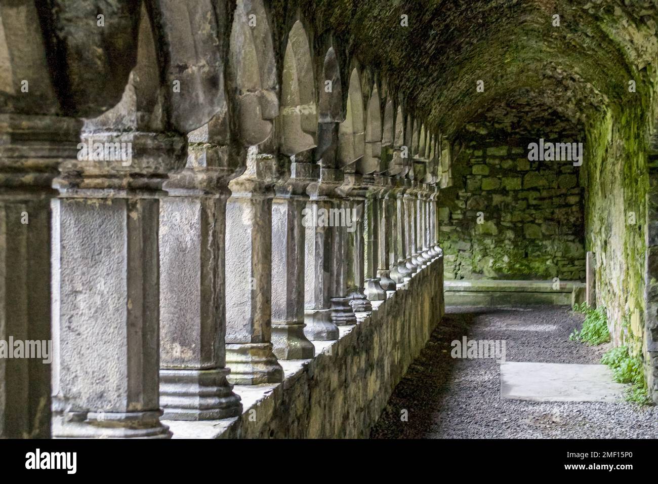 Interior, walls of the Sligo Abbey, clouster, The Convent of the Holy ...