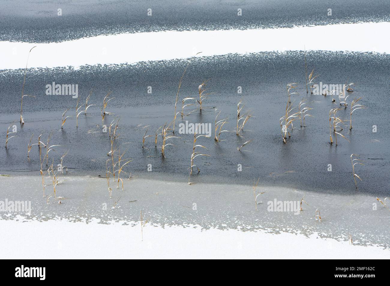 Lake water freezing, thin ice and common reeds covered with light snow ...