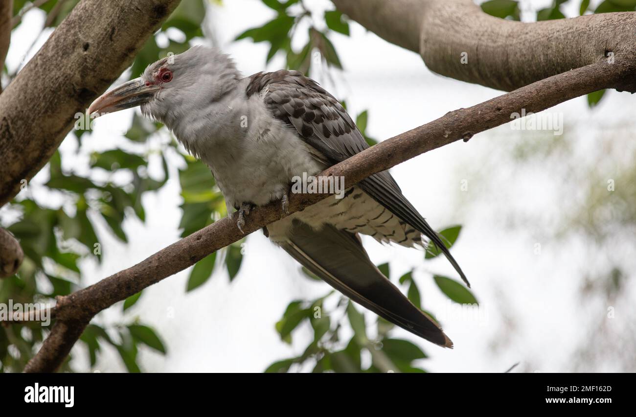 Yara valley hi-res stock photography and images - Alamy