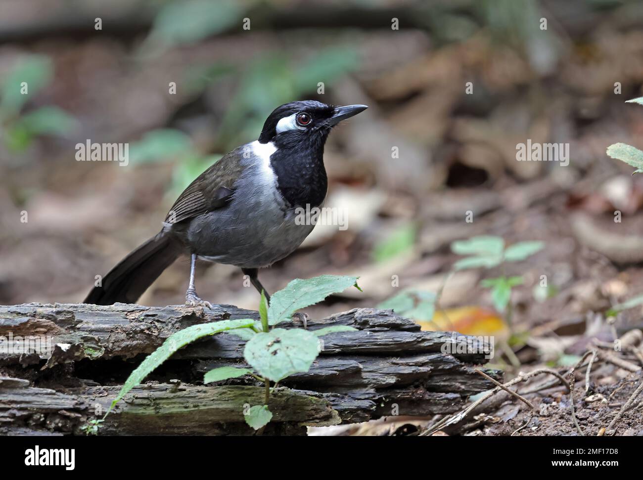 Garrulax mitteti hi-res stock photography and images - Alamy
