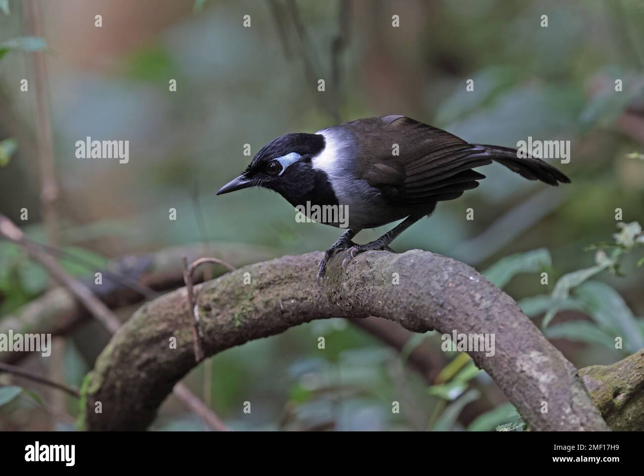 Garrulax mitteti hi-res stock photography and images - Alamy