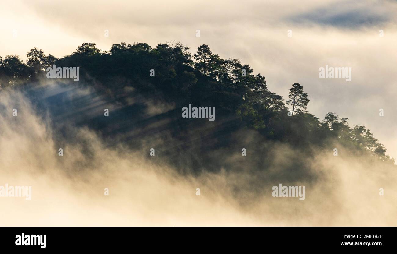 Trees amid fog and clouds, silhouette, Chiapas, Mexico, North America ...