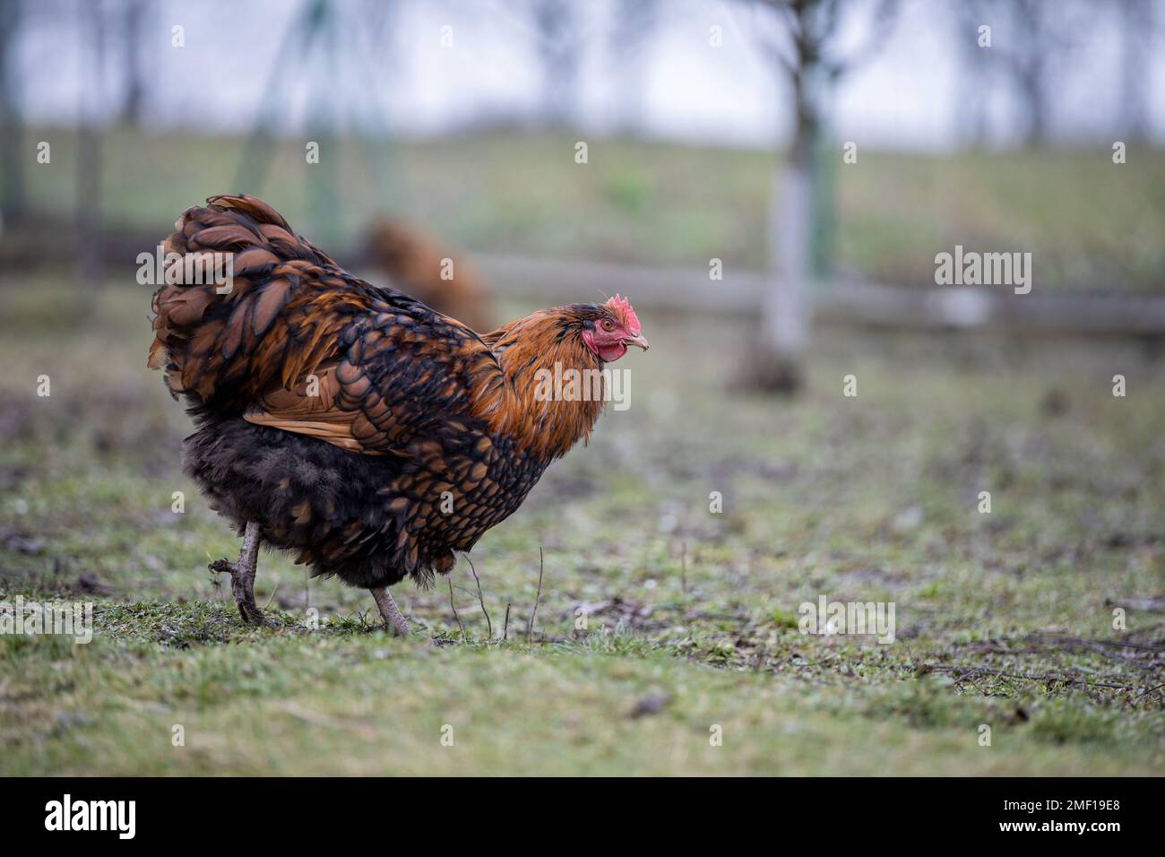 the chicken walks in the orchard. beautiful feather colors brown and ...