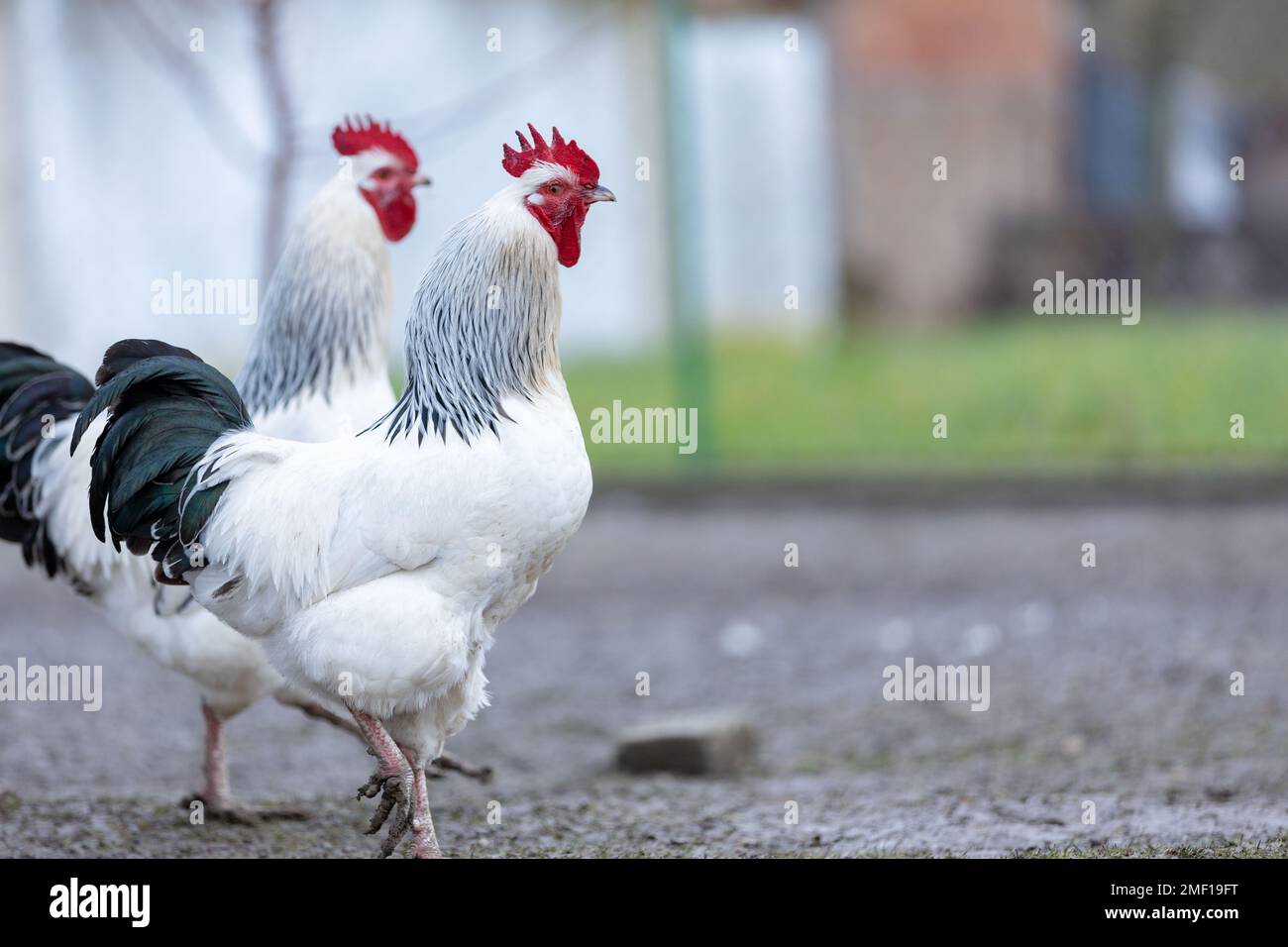two white roosters with a black tail stand parallel to each other.photo ...