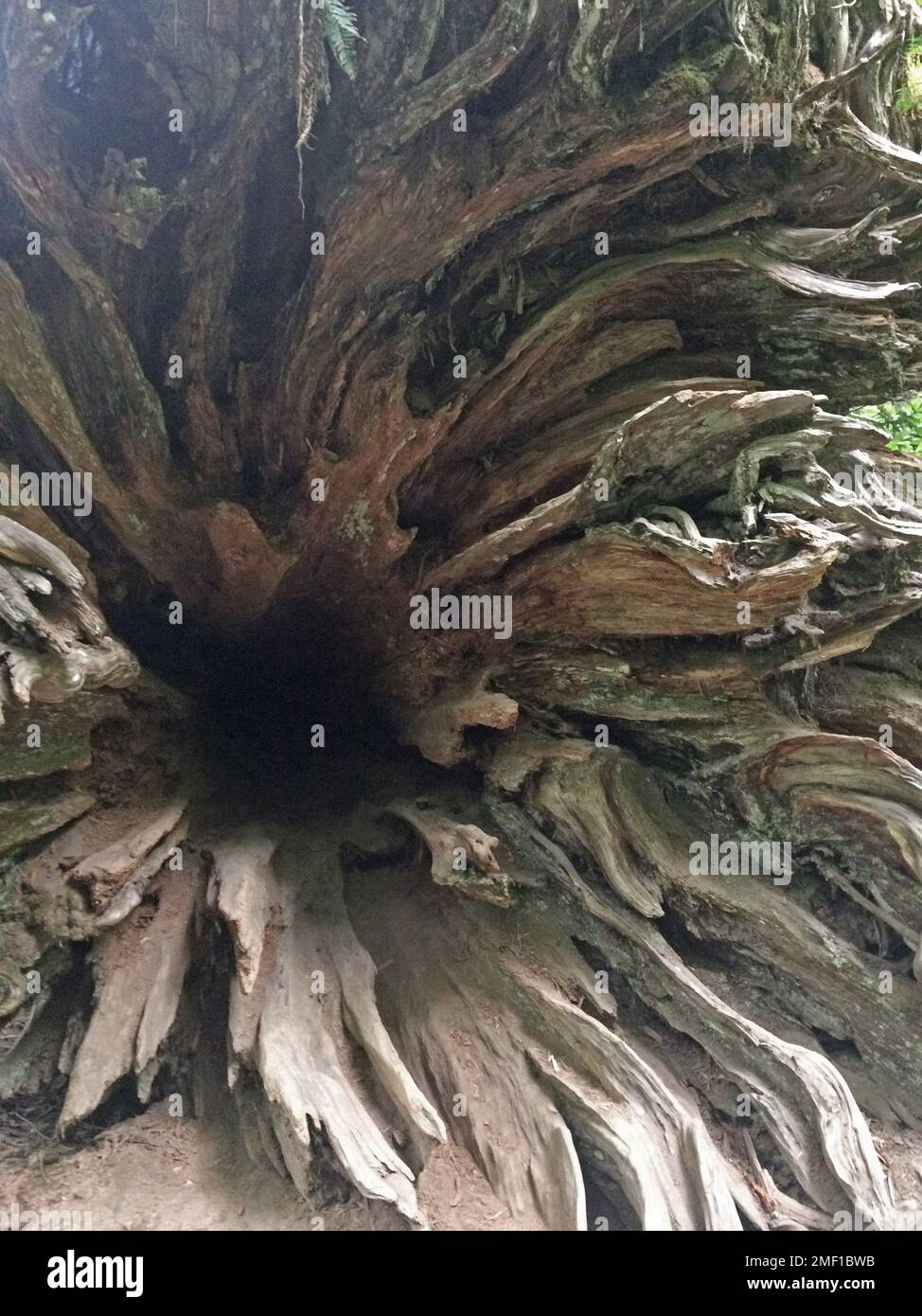 old tree trunks root system Stock Photo - Alamy