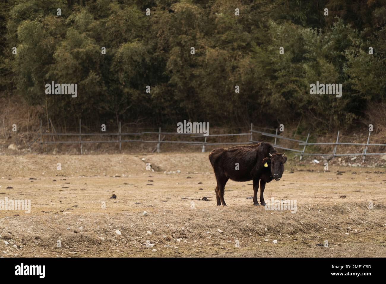 A cow roams at Naoto Matsumura's farm land shown during an interview ...