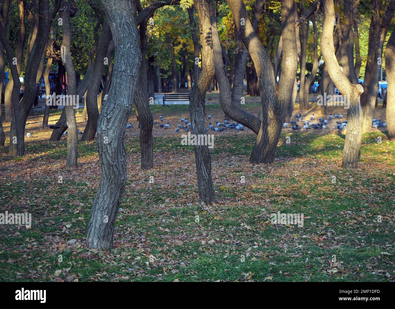 Curved tree trunks Stock Photo - Alamy