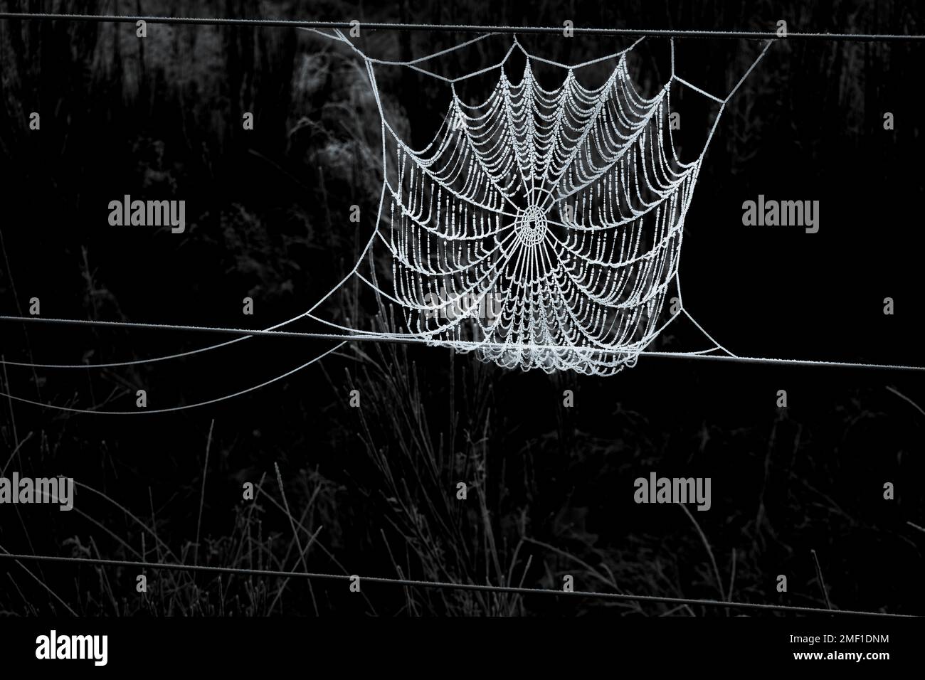 Frozen spider web on fence hi-res stock photography and images - Alamy