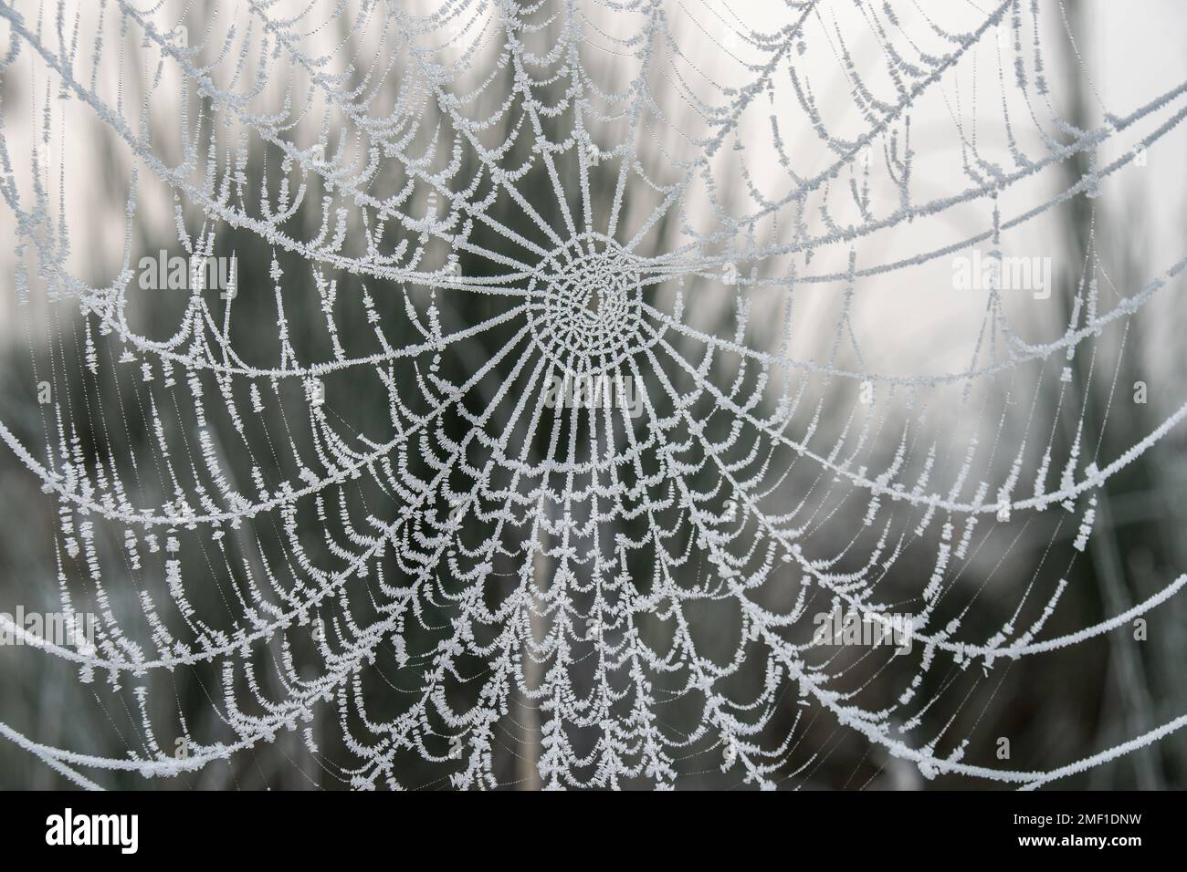 Frozen spider web on fence closeup Stock Photo - Alamy
