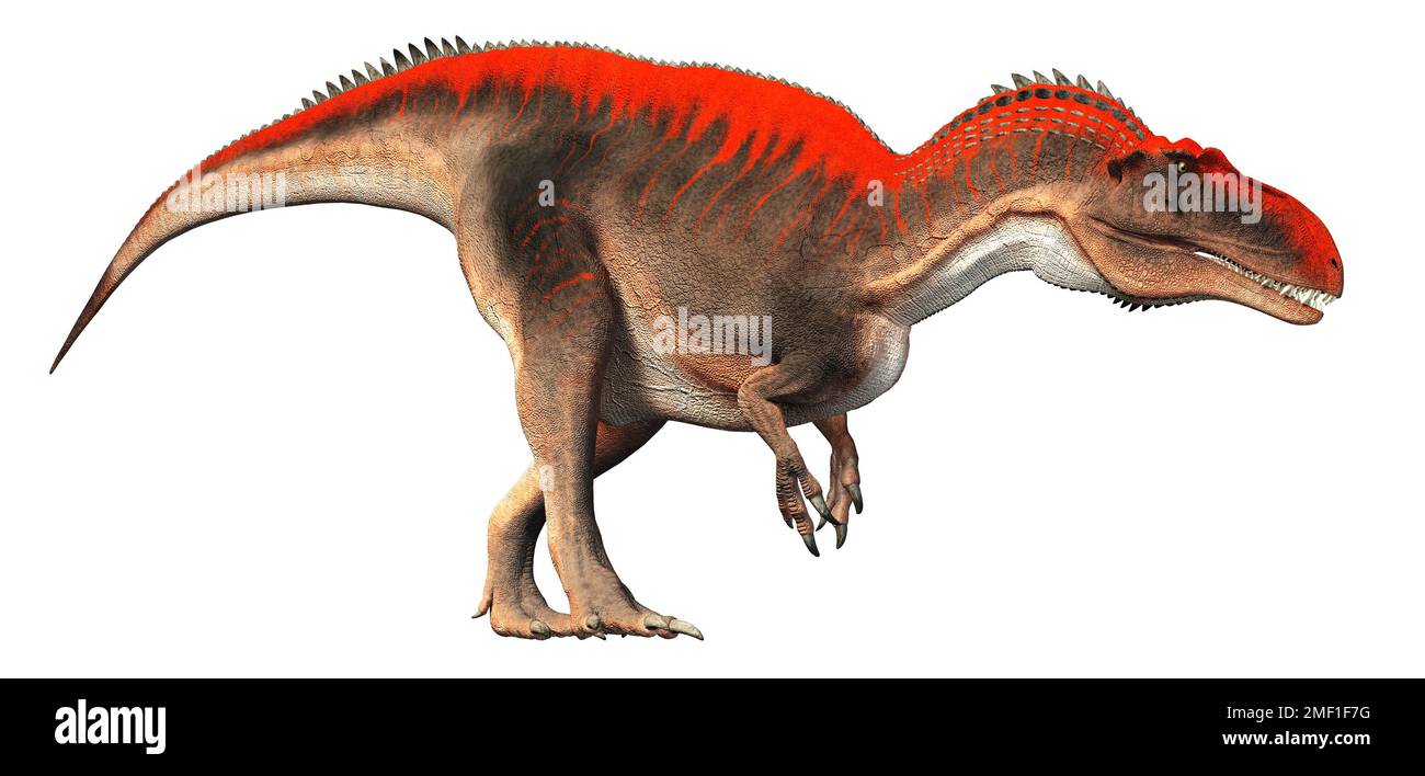 Acrocanthosaurus was a type of carcharodontosaurid dinosaur that lived ...