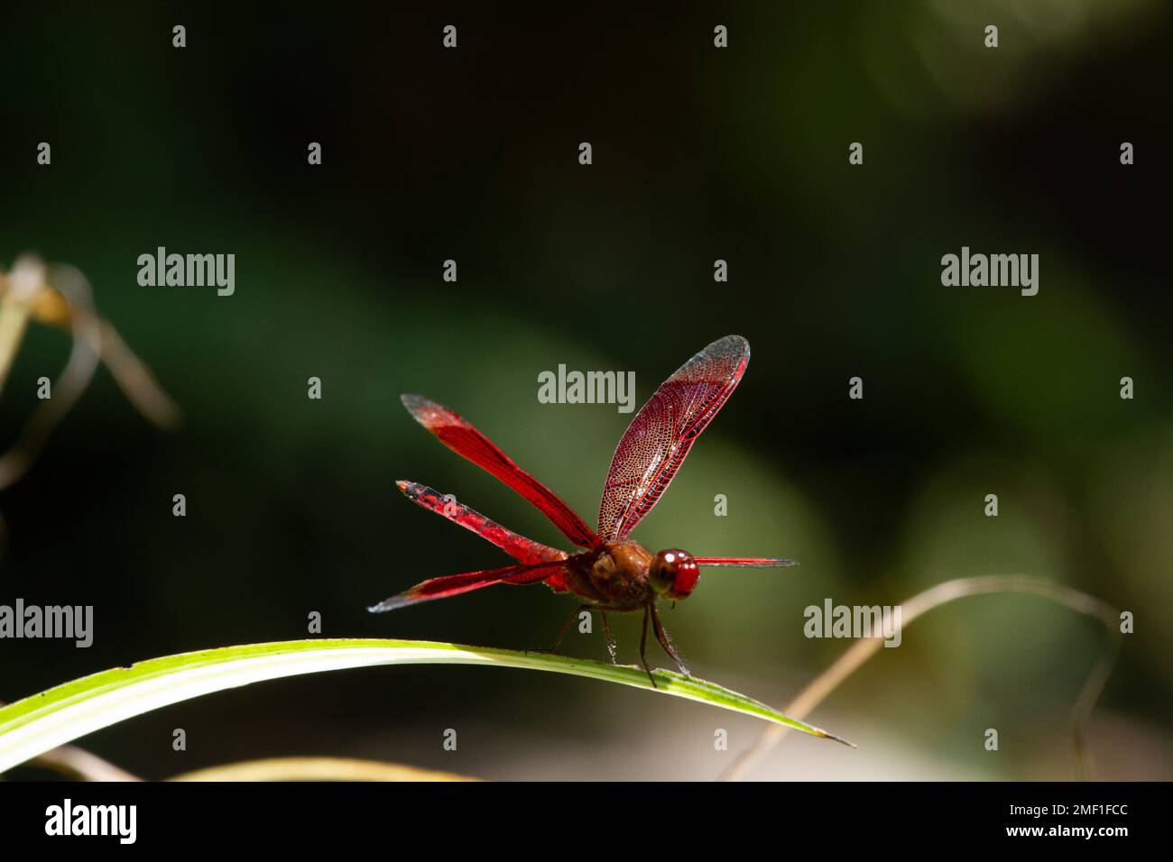 Neurothemis terminata hi-res stock photography and images - Alamy