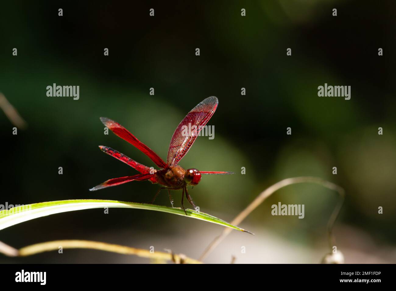 Neurothemis terminata hi-res stock photography and images - Alamy