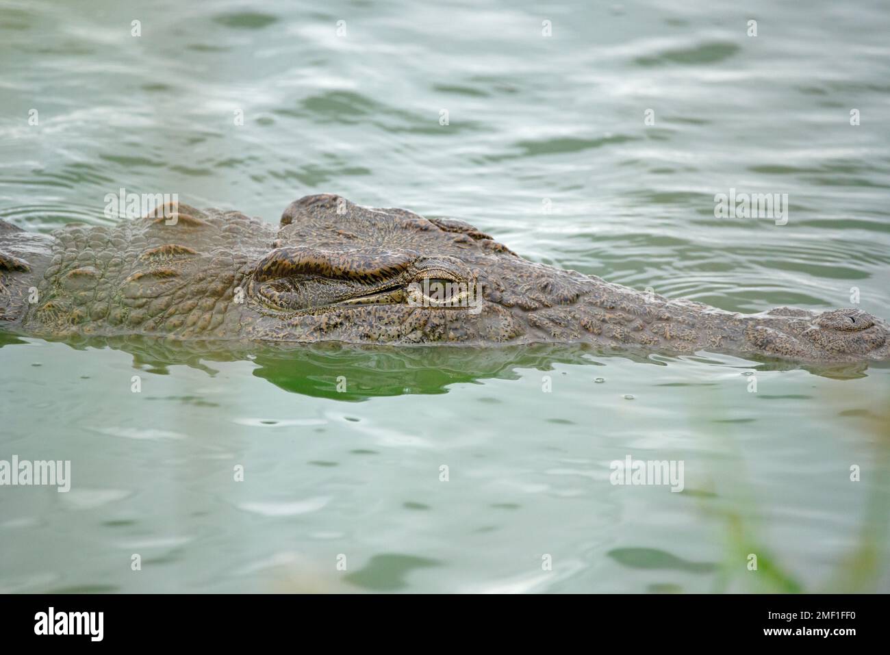 Apex predator reptile hi-res stock photography and images - Alamy