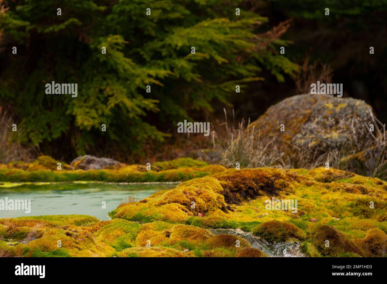 Brightly coloured moss lines the banks of the mineral springs at ...