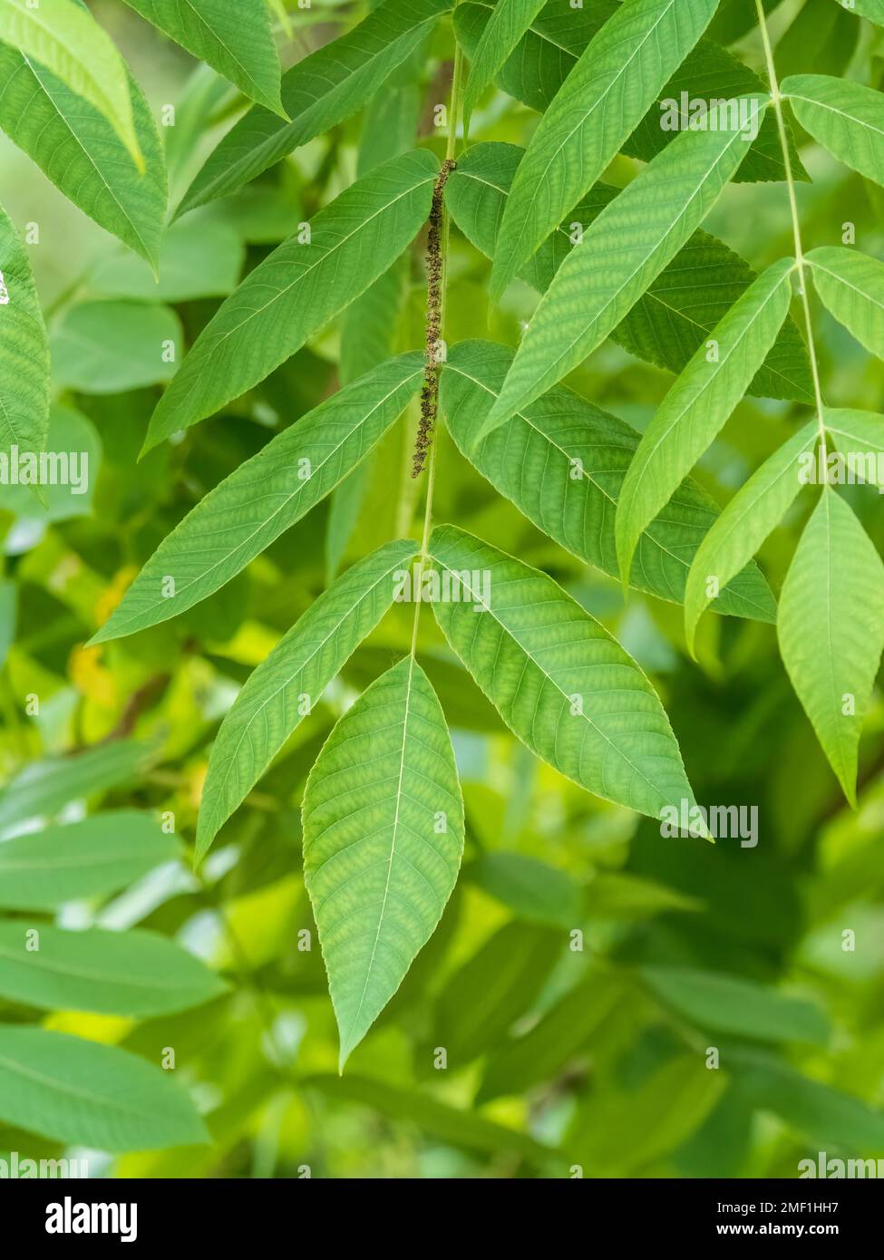 Amur velvet hi-res stock photography and images - Alamy