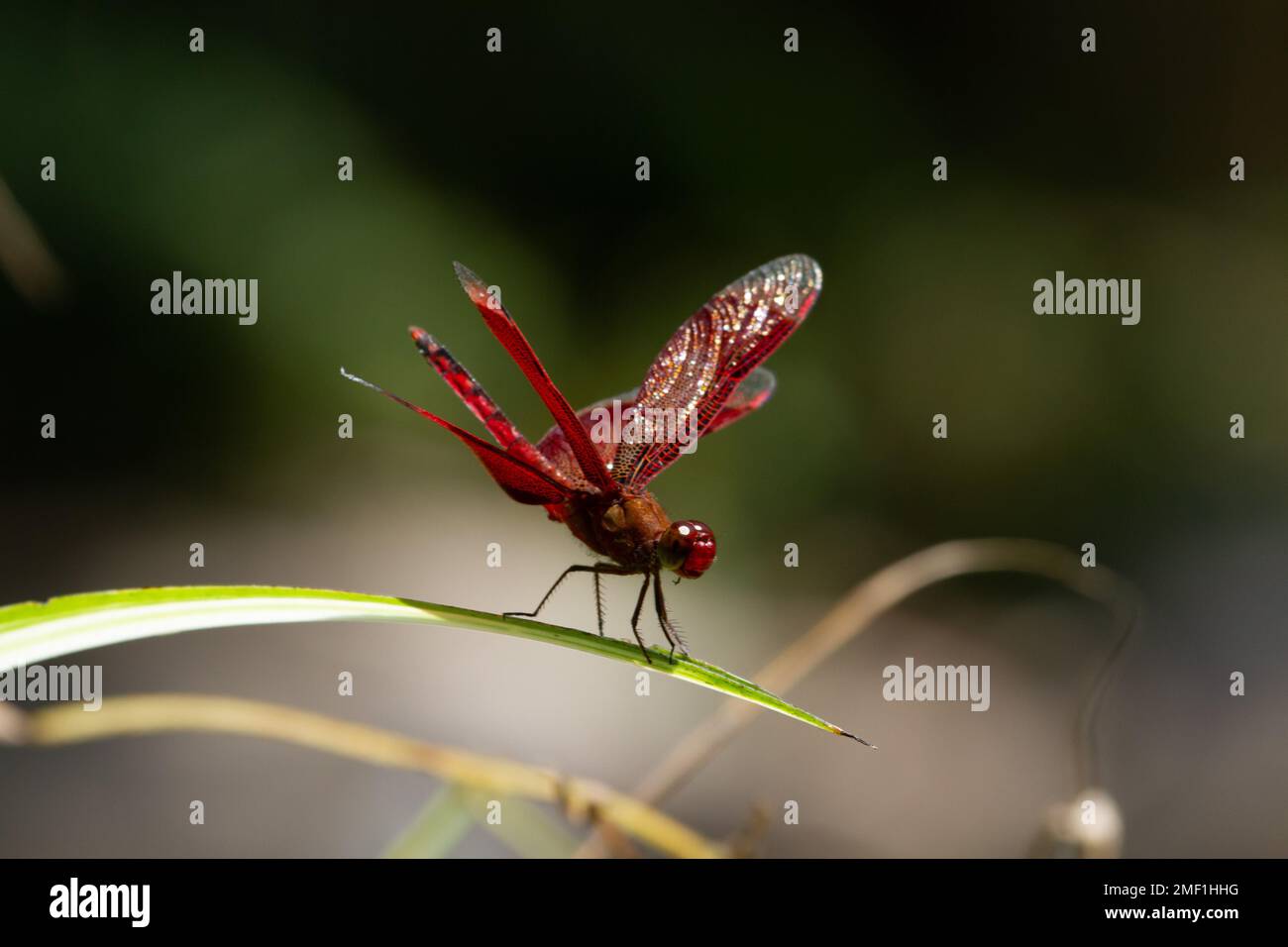 Neurothemis terminata hi-res stock photography and images - Alamy