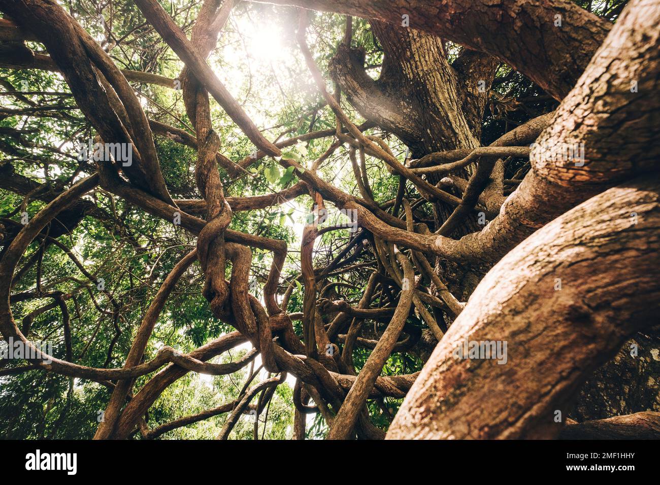 Curved tangled lianas and tree branches with a bright sunbeams ...